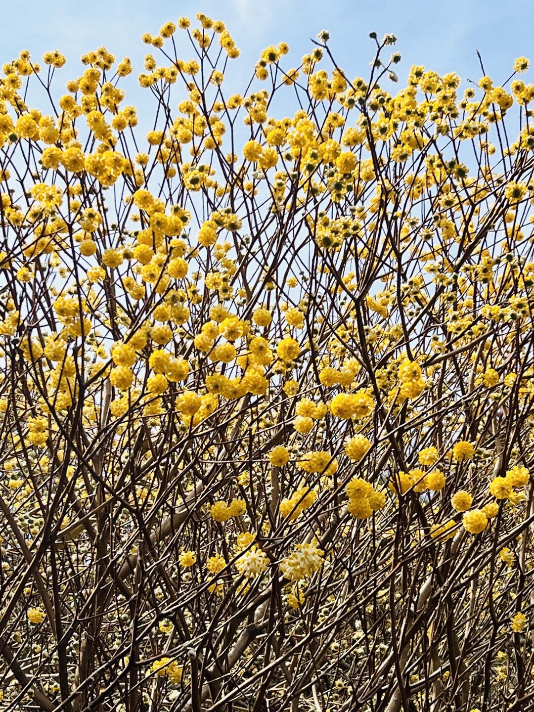 高場山(庄内大津留・三椏群生地)-2023-03-12 / naoさんの由布市の活動データ | YAMAP / ヤマップ