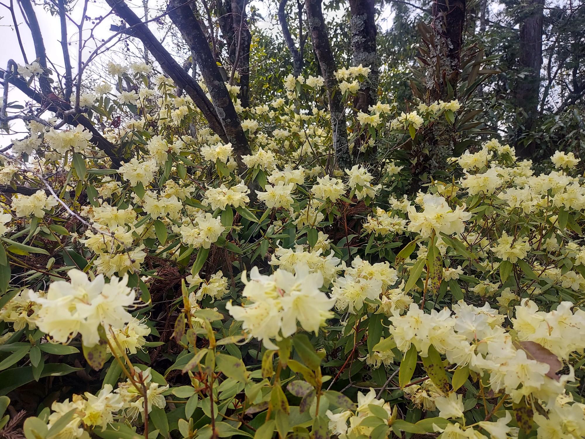 4/8おかわりで馬串山 / Ikuさんの米田白山の活動データ | YAMAP / ヤマップ
