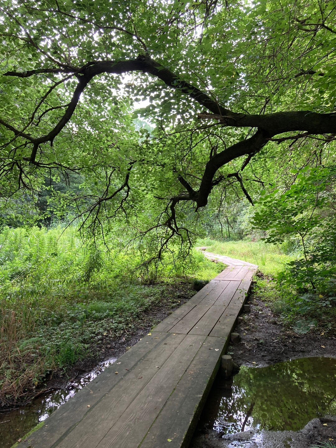 ウォーキング-2022-07-24 / Mr.wwYwwさんのウォーキングの活動データ | YAMAP / ヤマップ