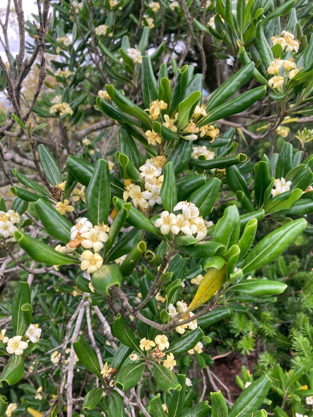 高宕山⛰️監視所コースから楽しみました😊 / junさんの高宕山・寂光山・大塚山の活動日記 | YAMAP / ヤマップ