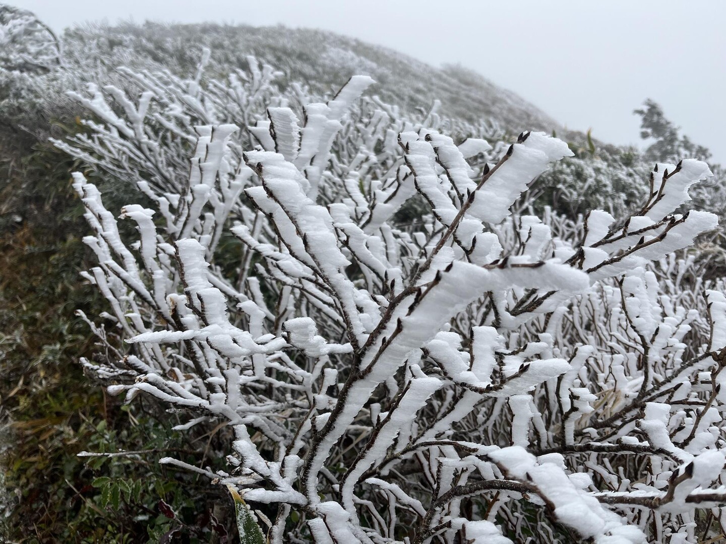 船形山（御所山）・蛇ヶ岳 / bara-jiさんの船形山（御所山）・泉ヶ岳・蛇ヶ岳の活動データ | YAMAP / ヤマップ