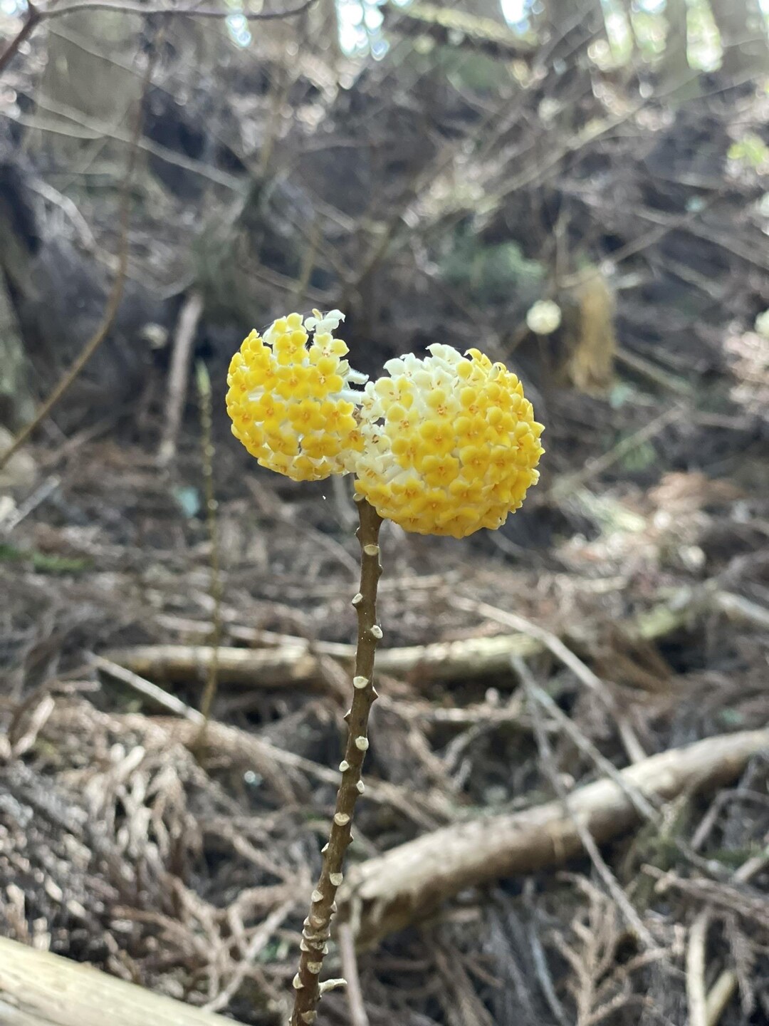 野登山（西峰）・野登山 / SA三等兵さんの入道ヶ岳・鎌ヶ岳・仙ヶ岳の活動データ | YAMAP / ヤマップ