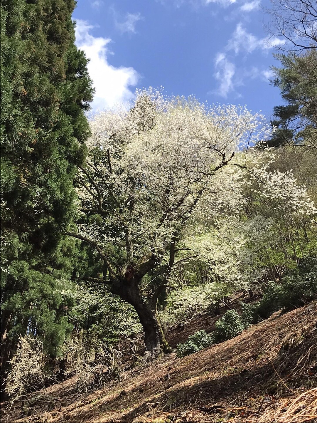 兵庫100山98座目🌸御祓山🌸 / masuminさんの御祓山の活動データ | YAMAP / ヤマップ