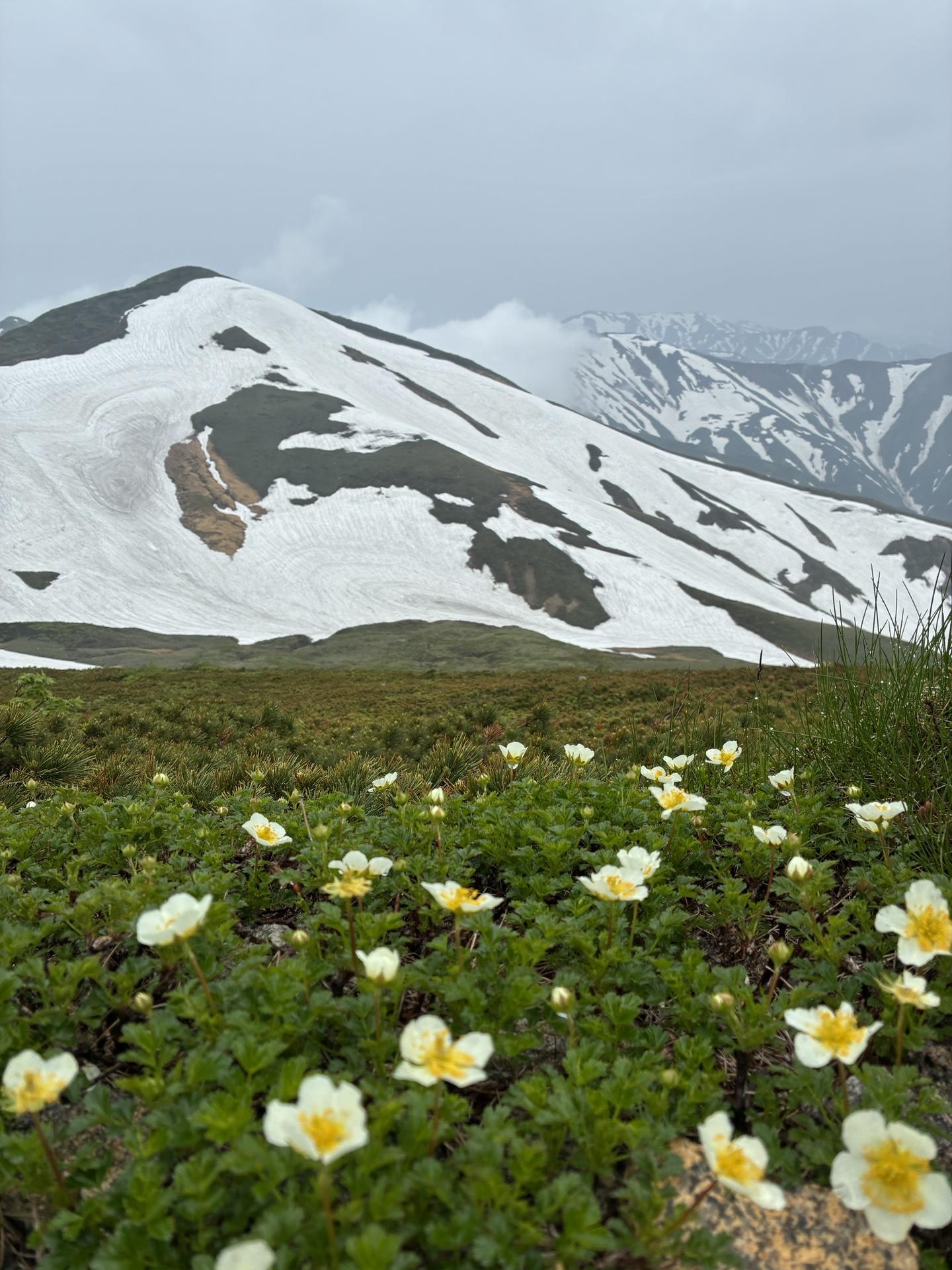 大朝日岳下山時に滑落者を救助しました😩 / tomoさんの大朝日岳・朝日連峰・祝瓶山の活動データ | YAMAP / ヤマップ