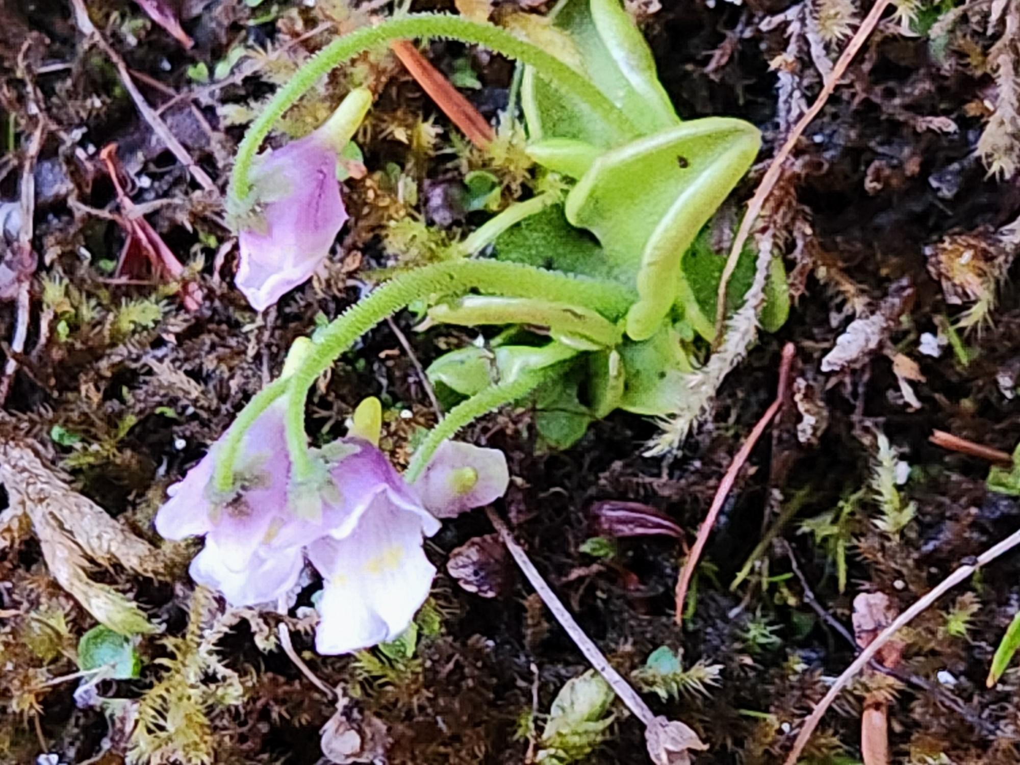 百名山47座目 コウシンソウとコウシンコザクラ ハード山行皇海山 / papiさんの皇海山・袈裟丸山・庚申山の活動日記 | YAMAP / ヤマップ