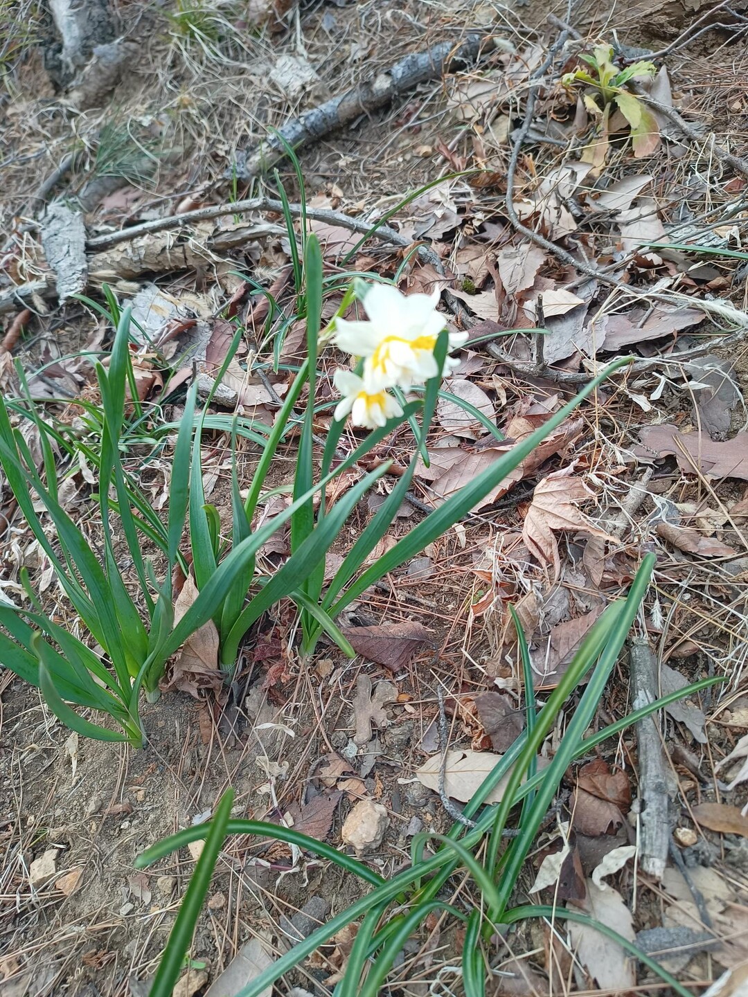 春を探しに信夫山 2024.3.17 ... / Nozomiさんのモーメント | YAMAP / ヤマップ