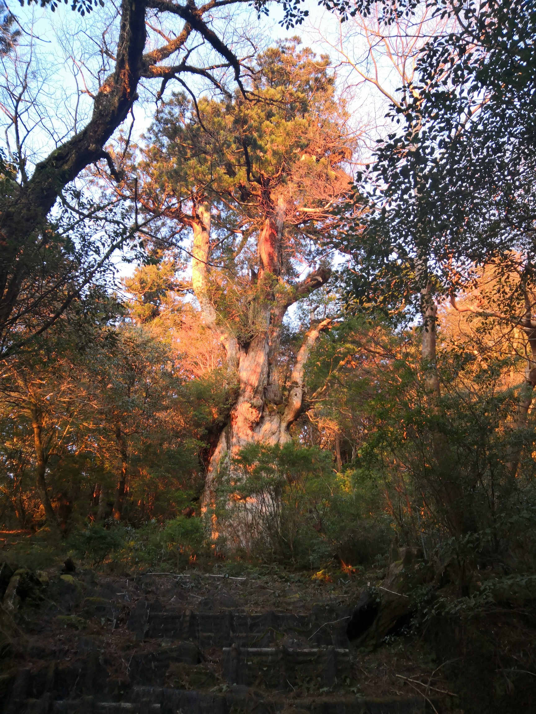 屋久島-宮ノ浦岳 2020/03/20~03/21 / ryryryryさんの屋久島・宮之浦岳の活動データ | YAMAP / ヤマップ