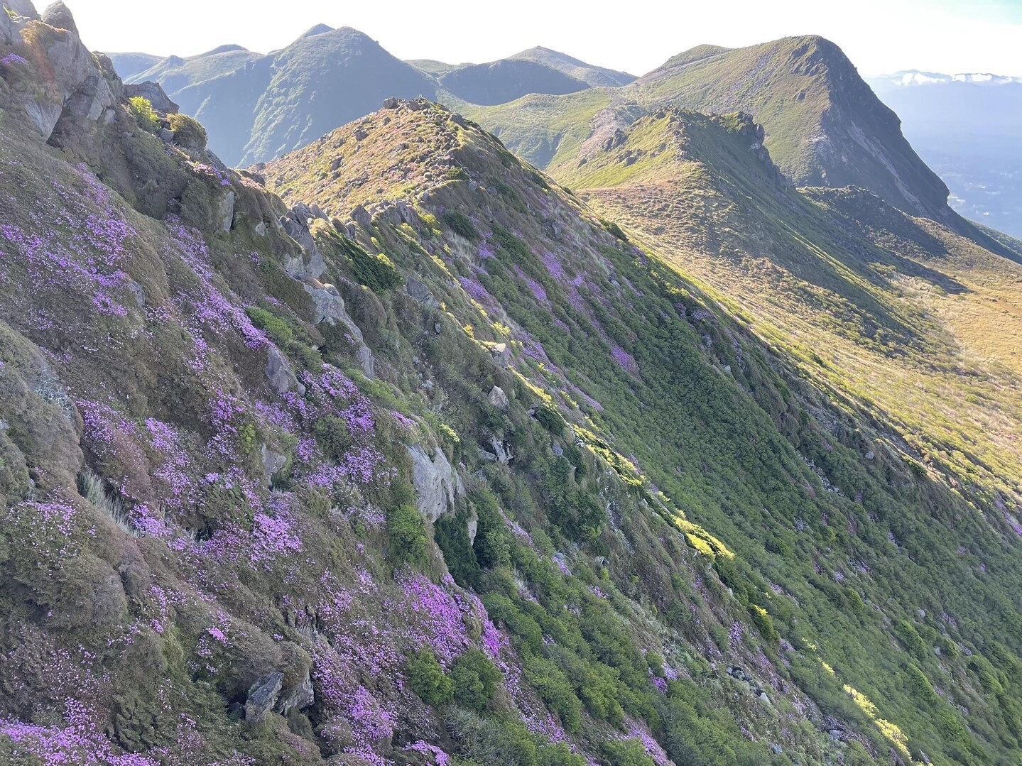 沓掛山・星生山・扇ヶ鼻 R6.6.5 / FcBanzai!!さんの九重山（久住山）・大船山・星生山の活動データ | YAMAP / ヤマップ