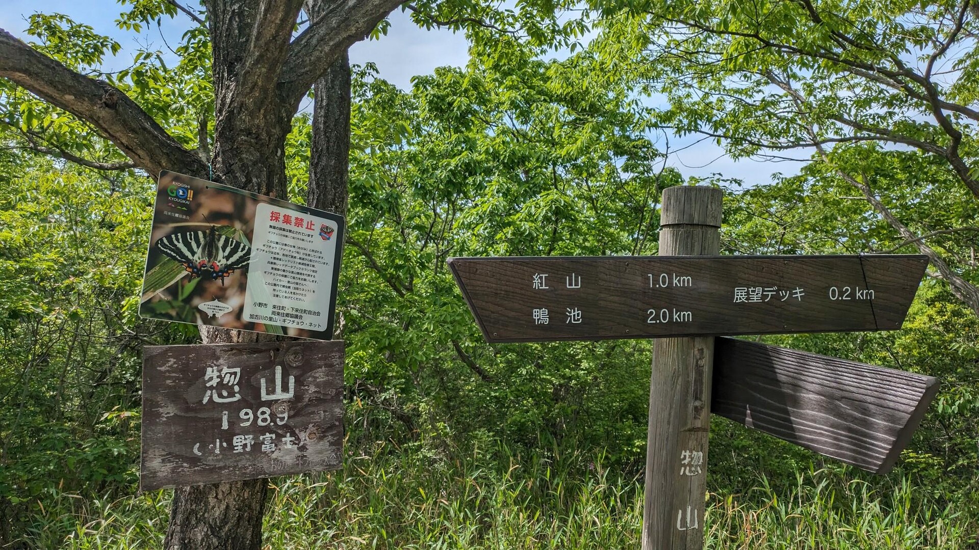 紅山・西紅山 / KFCさんの小野アルプス（紅山・惣山）の活動データ | YAMAP / ヤマップ