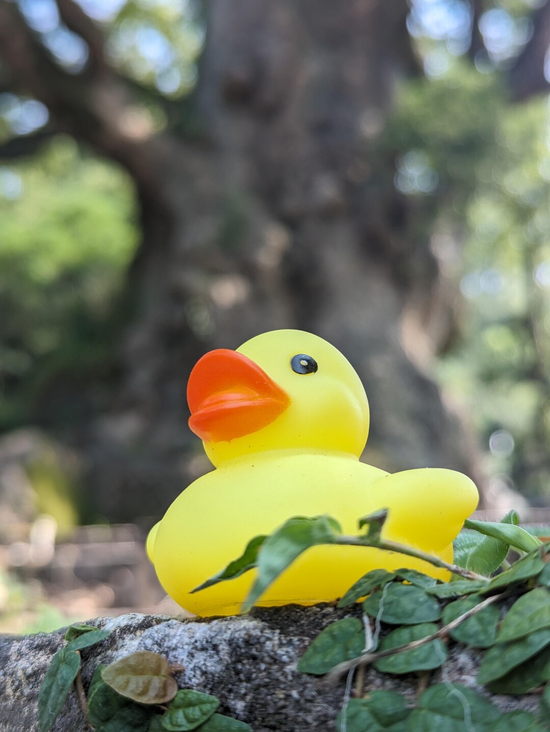 QI-ZSのページ | YAMAP / ヤマップ