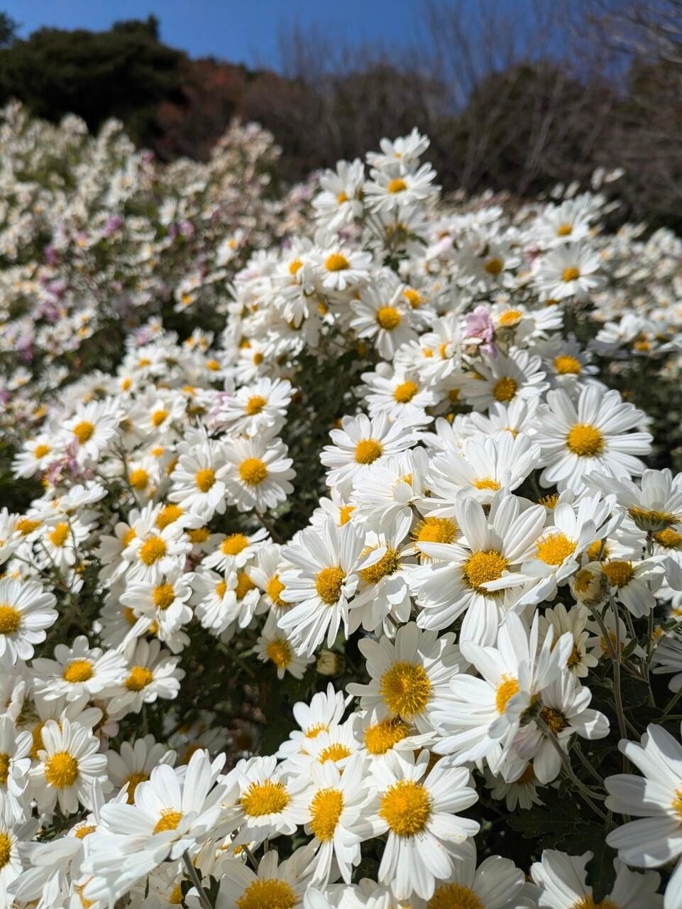 今年も野路菊とツメレンゲを見たくて🙆🎶 / wakky!!さんの高平山・仙崎山の活動データ | YAMAP / ヤマップ