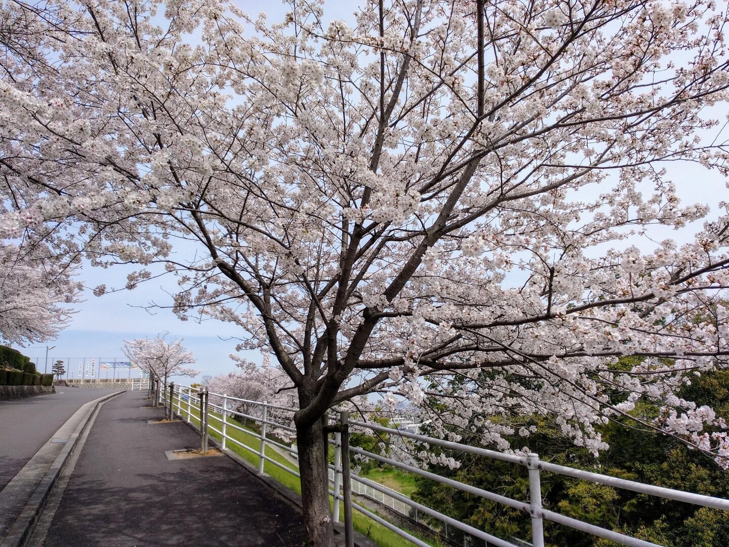 坂の名が 今にピッタリ 唐渡丘 桜坂・つ... / やまとけいさんのモーメント | YAMAP / ヤマップ