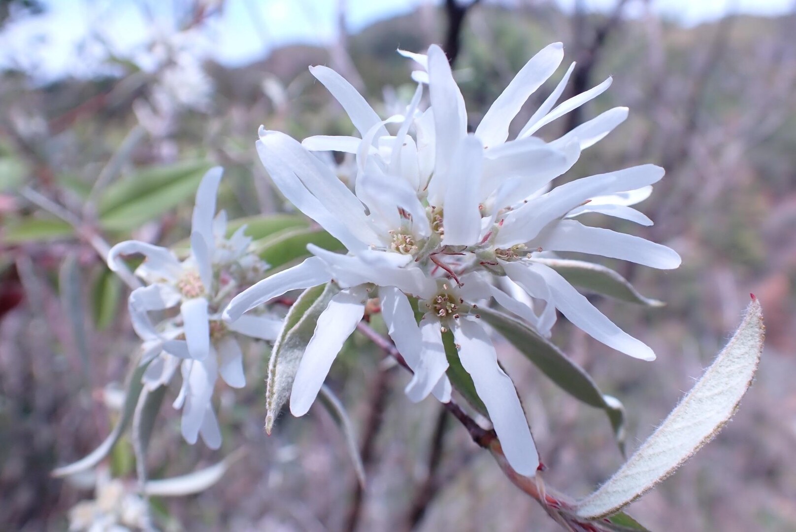 春爛漫の茶臼山・大谷山 / BINcyanさんの虎ヶ岳・烏帽子岳・茶臼山の活動データ | YAMAP / ヤマップ