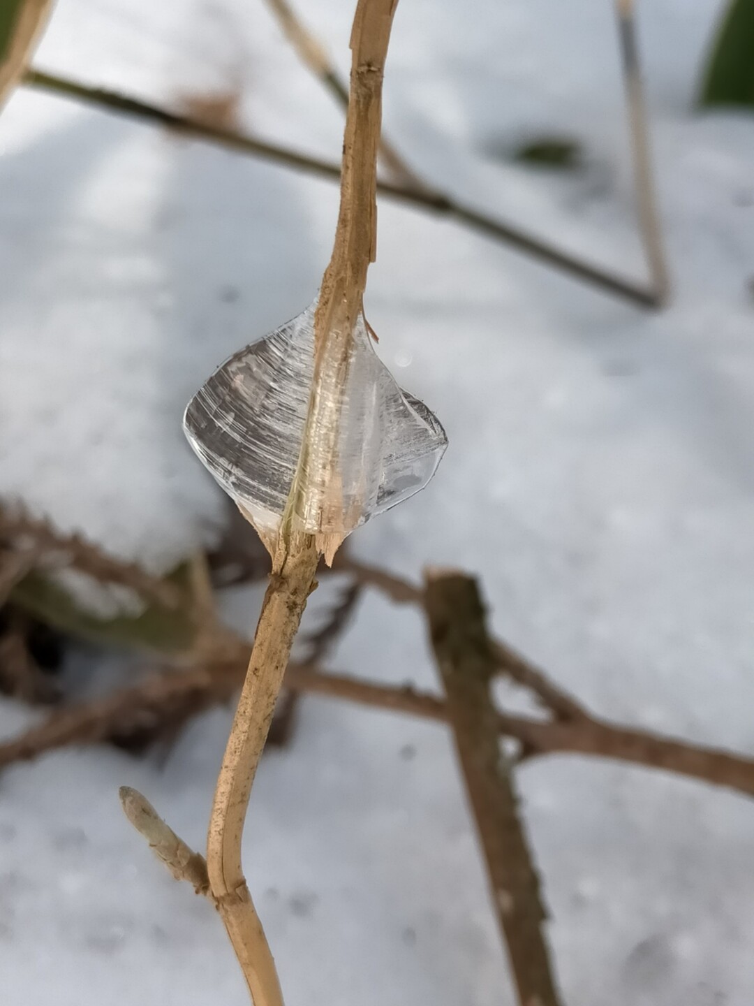 金剛山・ツツジオ谷↗️松の木↘️ / あきこさんの金剛山・二上山・大和葛城山の活動データ | YAMAP / ヤマップ