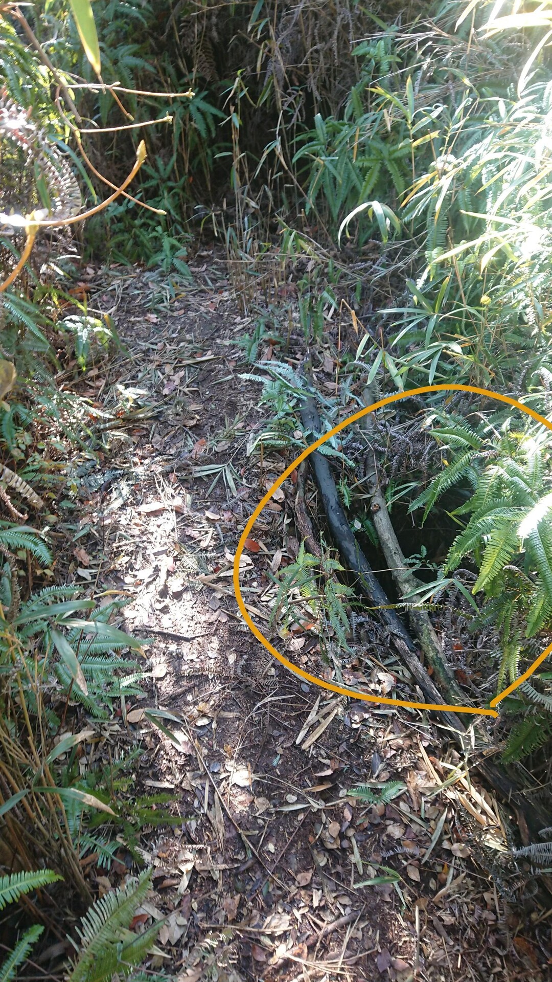 R1さんの投稿したフィールドメモ | YAMAP / ヤマップ