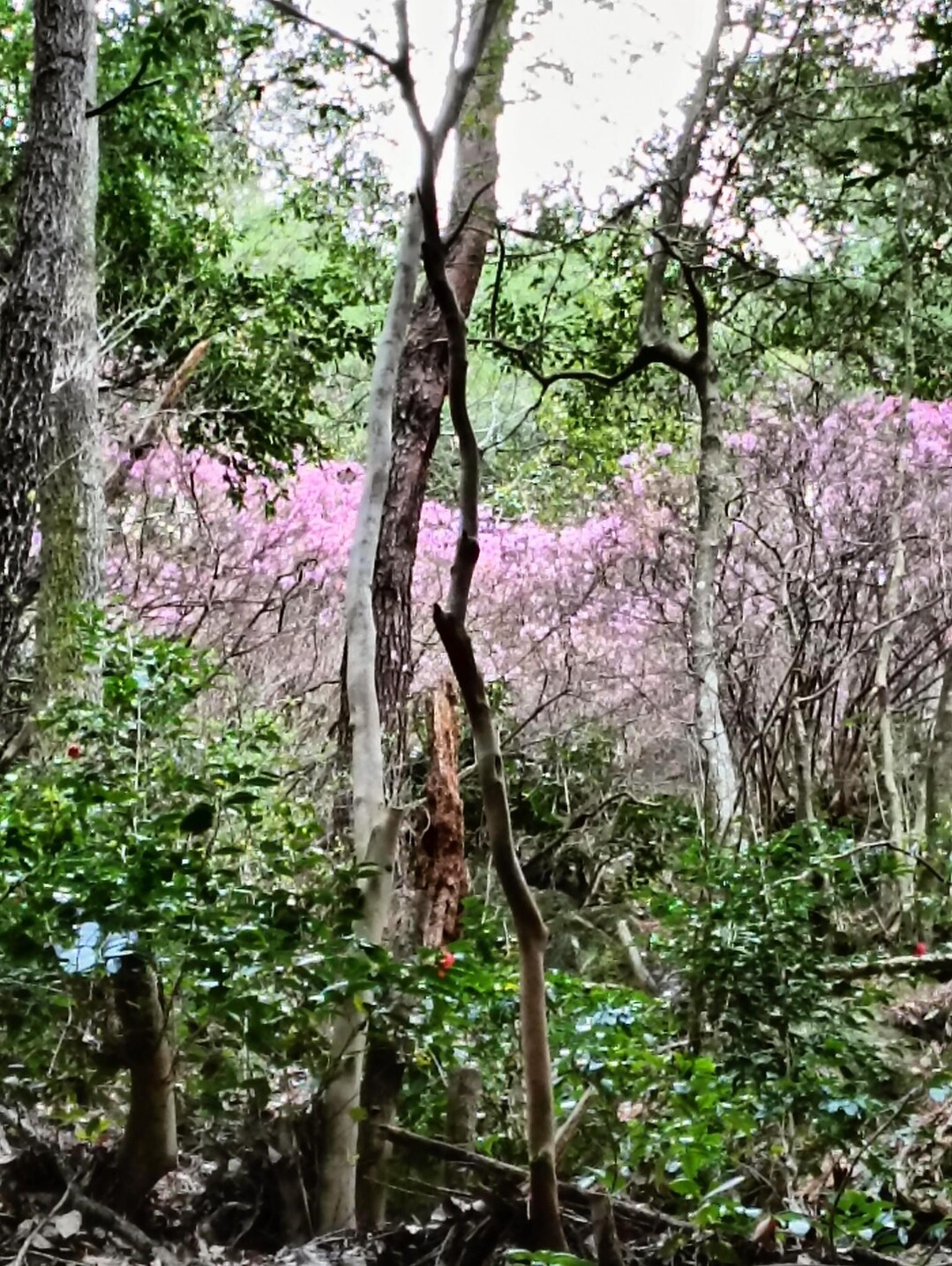 誕生山 / doalaさんの天王山・誕生山の活動データ | YAMAP / ヤマップ