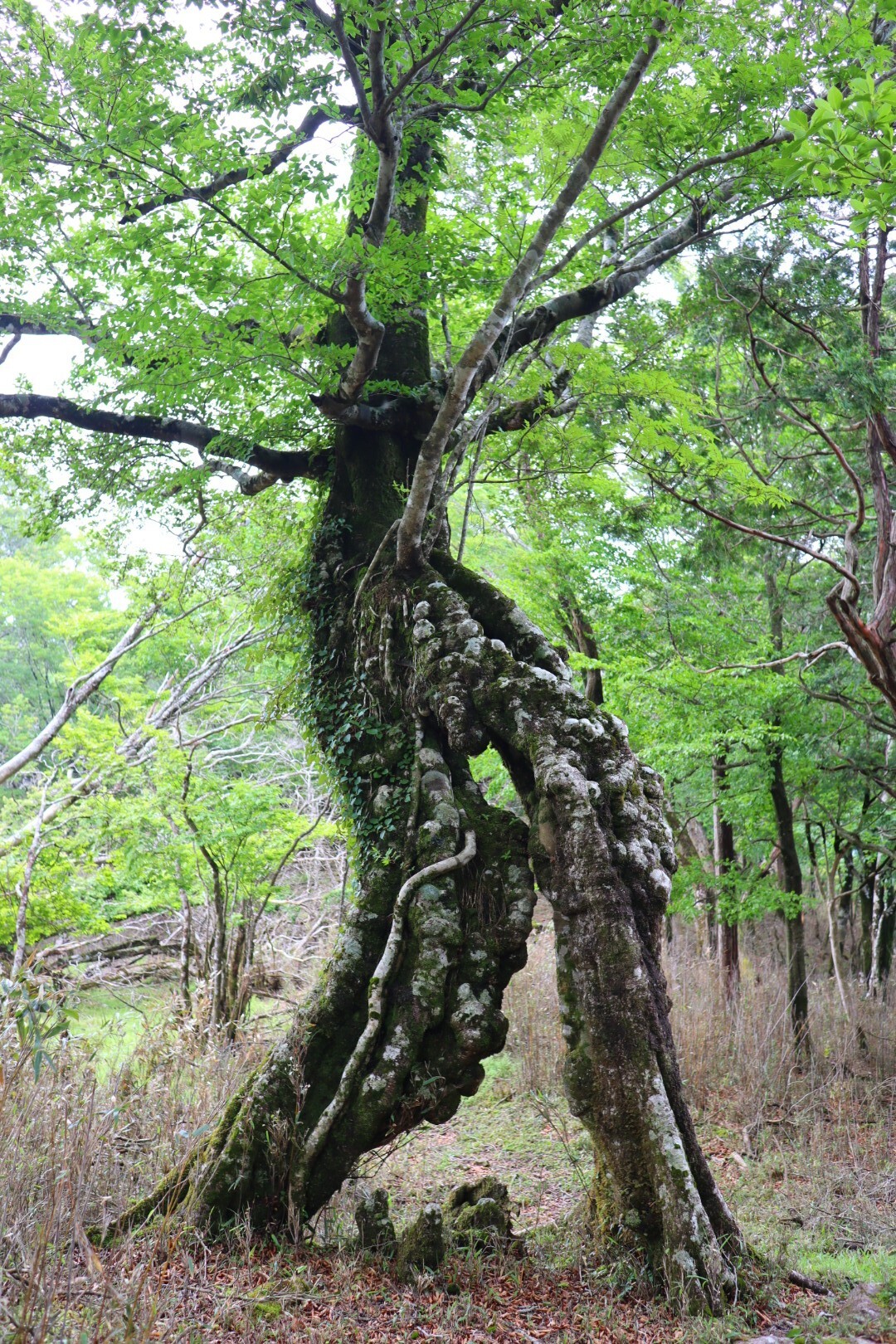 白髪山 / Miekaさんの白髪山（奥白髪山）・工石山（奥工石山）の活動データ | YAMAP / ヤマップ