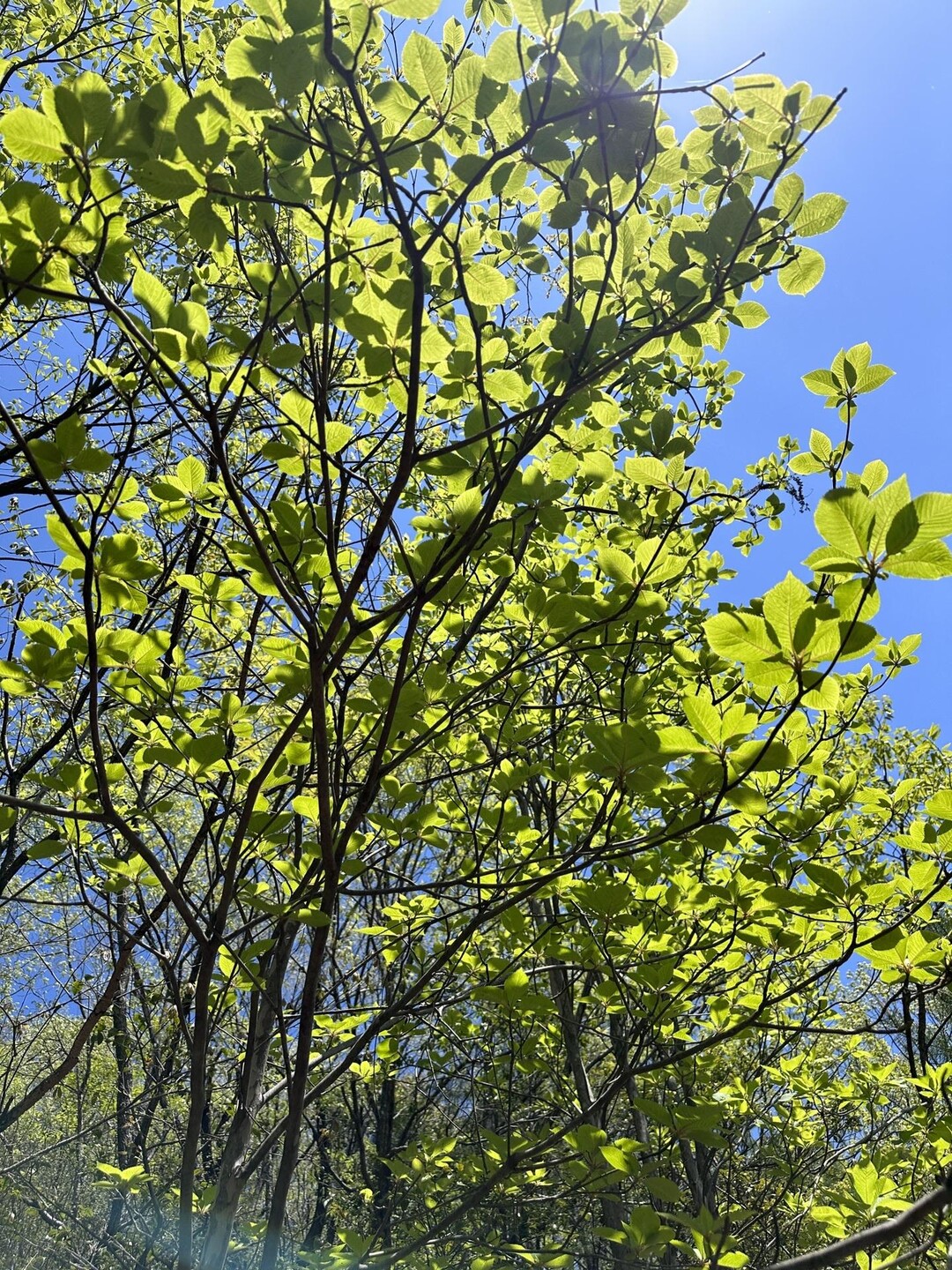 百々ヶ峰・権現山(No.19 2023.4.9) / emiさんの百々ヶ峰・源太峰の活動データ | YAMAP / ヤマップ