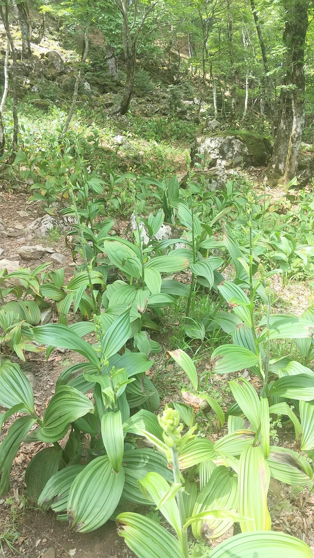 ShinjiHさんの投稿したフィールドメモ | YAMAP / ヤマップ