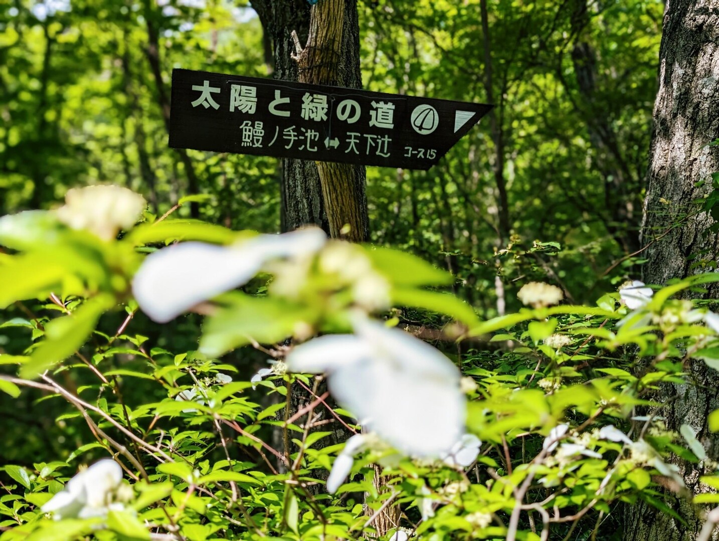 丹生山系 / HMさんの丹生山・帝釈山・シビレ山の活動データ | YAMAP / ヤマップ
