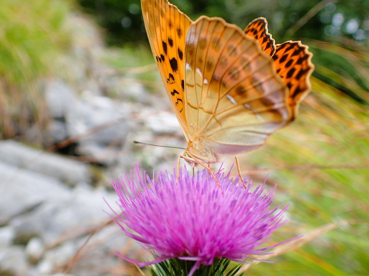 丸山・高室山・倉骨山 / Thomasさんの高室山の活動日記 | YAMAP / ヤマップ