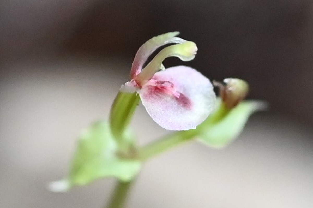 四国の絶滅危惧種💚見守りサイト💓 コ 四国の花moment🤗🌱ー花と山のグラビアサイトーさんのモーメント Yamap ヤマップ