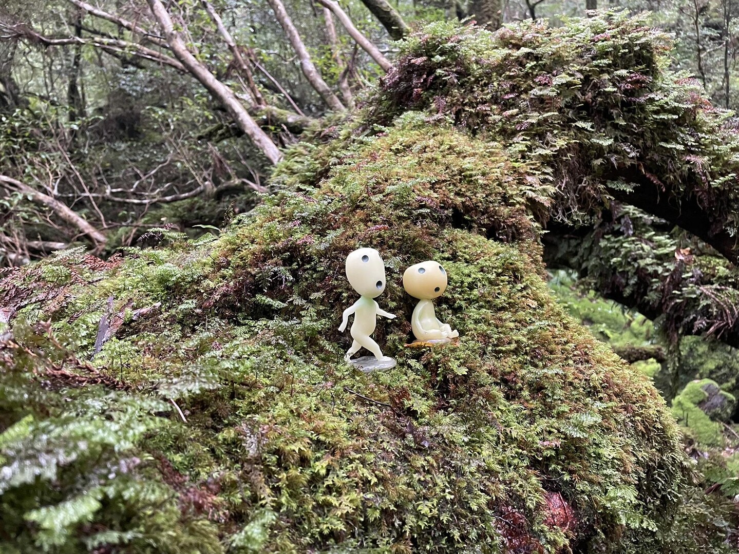 白谷雲水峡 2022-12-16 / 鹿児島のTS4さんの屋久島・宮之浦岳の活動データ | YAMAP / ヤマップ