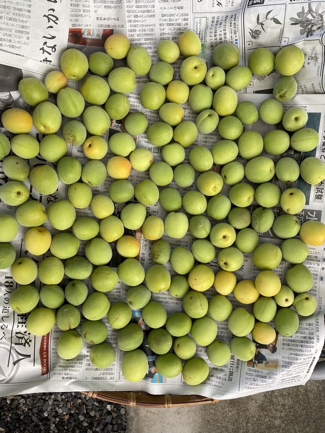 今年は2.5kg 梅干と、梅酒少々😄... / hana ᵕ̈ さんのモーメント | YAMAP / ヤマップ