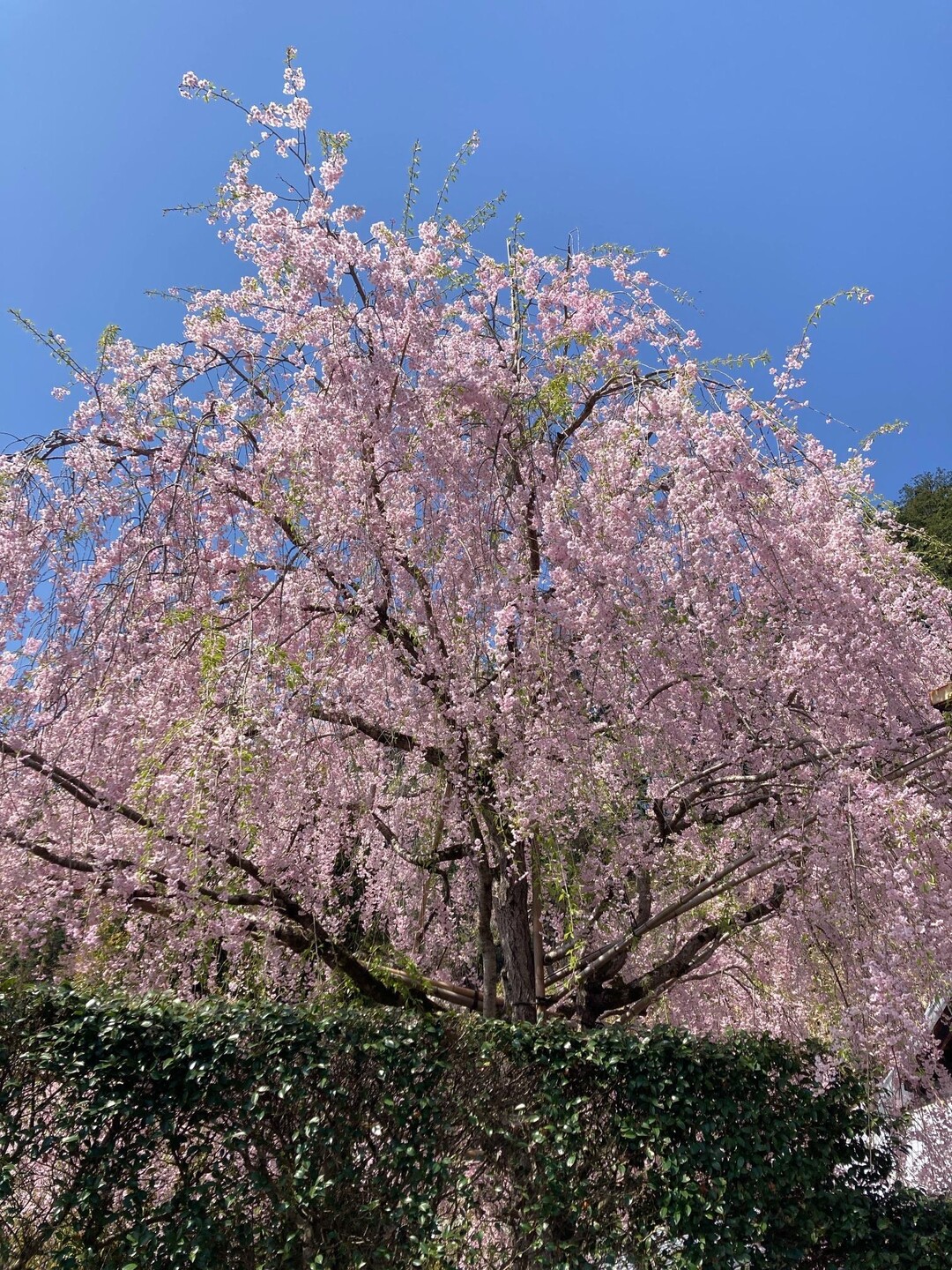のんびり太平山 / o-daijinさんの太平山・晃石山・唐沢山の活動データ | YAMAP / ヤマップ
