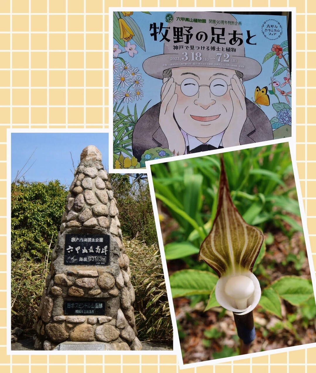 六甲山に登った！静岡から 遠征で花さんぽ＆ドライブ観光😁 / kunsanさんの六甲山・長峰山・摩耶山の活動データ | YAMAP / ヤマップ