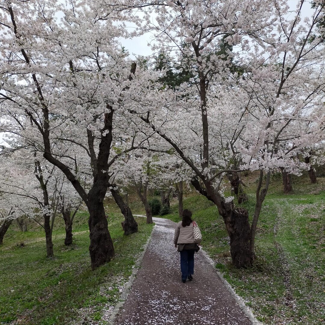 曇天なので🌸お花見散歩 / jtyhじじさんのウォーキングの活動データ | YAMAP / ヤマップ