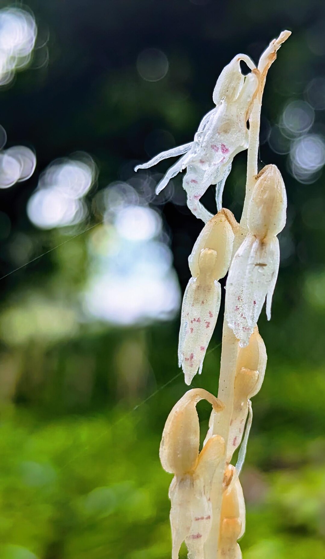 お散歩🦑 / H.Lily(花ちゃん)さんの大分市の活動データ | YAMAP / ヤマップ