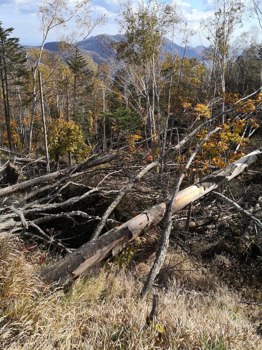 sayuさんの投稿したフィールドメモ | YAMAP / ヤマップ