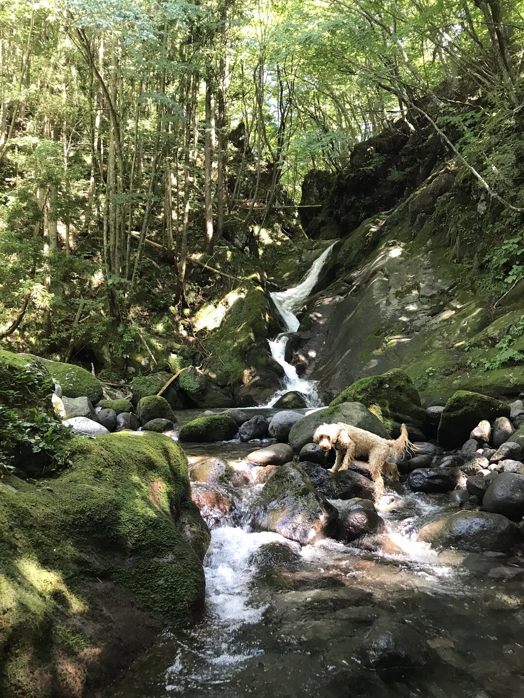 鳥海山の麓 高瀬渓-2023-07-29 / AL_Maxさんの鳥海山・七高山・笙ヶ岳の活動データ | YAMAP / ヤマップ