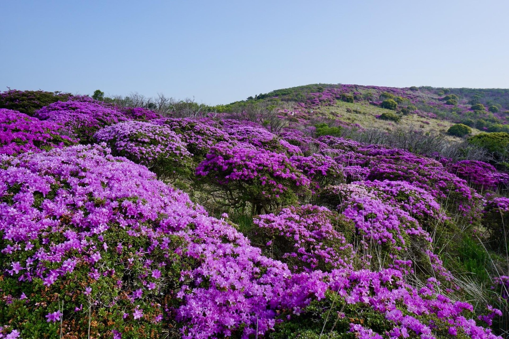 MK🌸くじゅう4座 / qchan9chanさんの九重山（久住山）・大船山・星生山の活動データ | YAMAP / ヤマップ