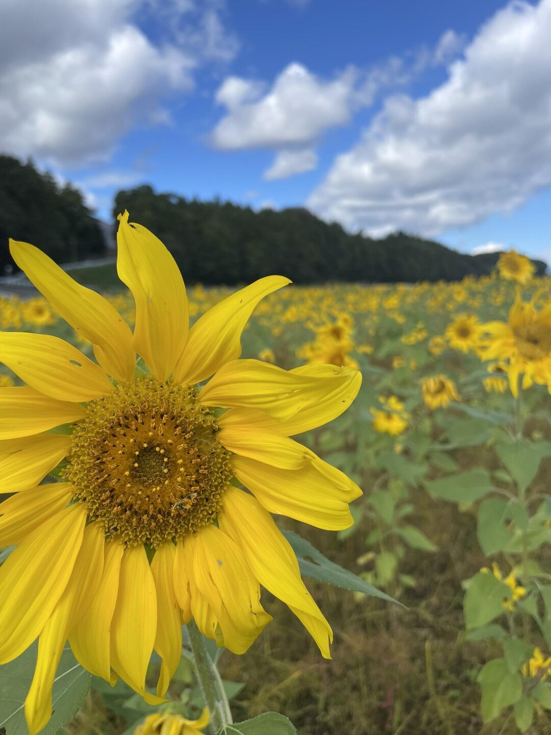竜ヶ岳 鈴鹿セブン / offさんの竜ヶ岳の活動データ | YAMAP / ヤマップ