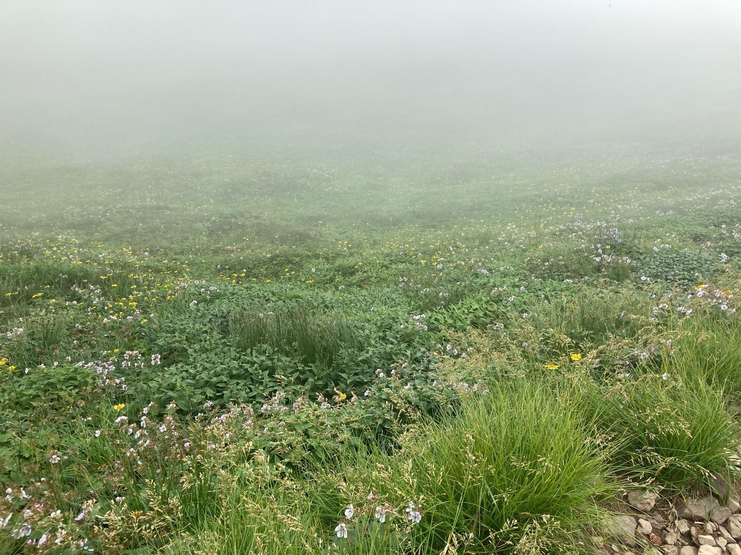 富良野岳2024夏 / Alyrinさんの十勝岳・富良野岳・美瑛岳の活動データ | YAMAP / ヤマップ