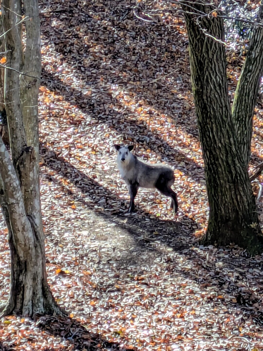 2024.12.8 五社山 / mokoさんの五社山・外山の活動データ | YAMAP / ヤマップ
