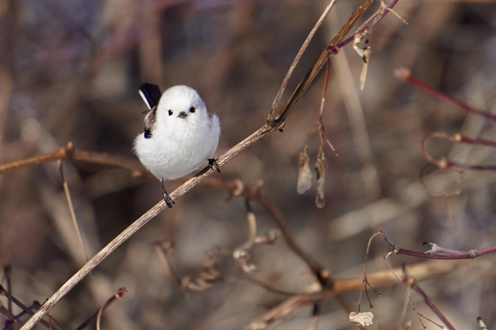 1/26(日)、27(月)ウオーキング / yosi＆ryoさんのウォーキングの活動データ | YAMAP / ヤマップ