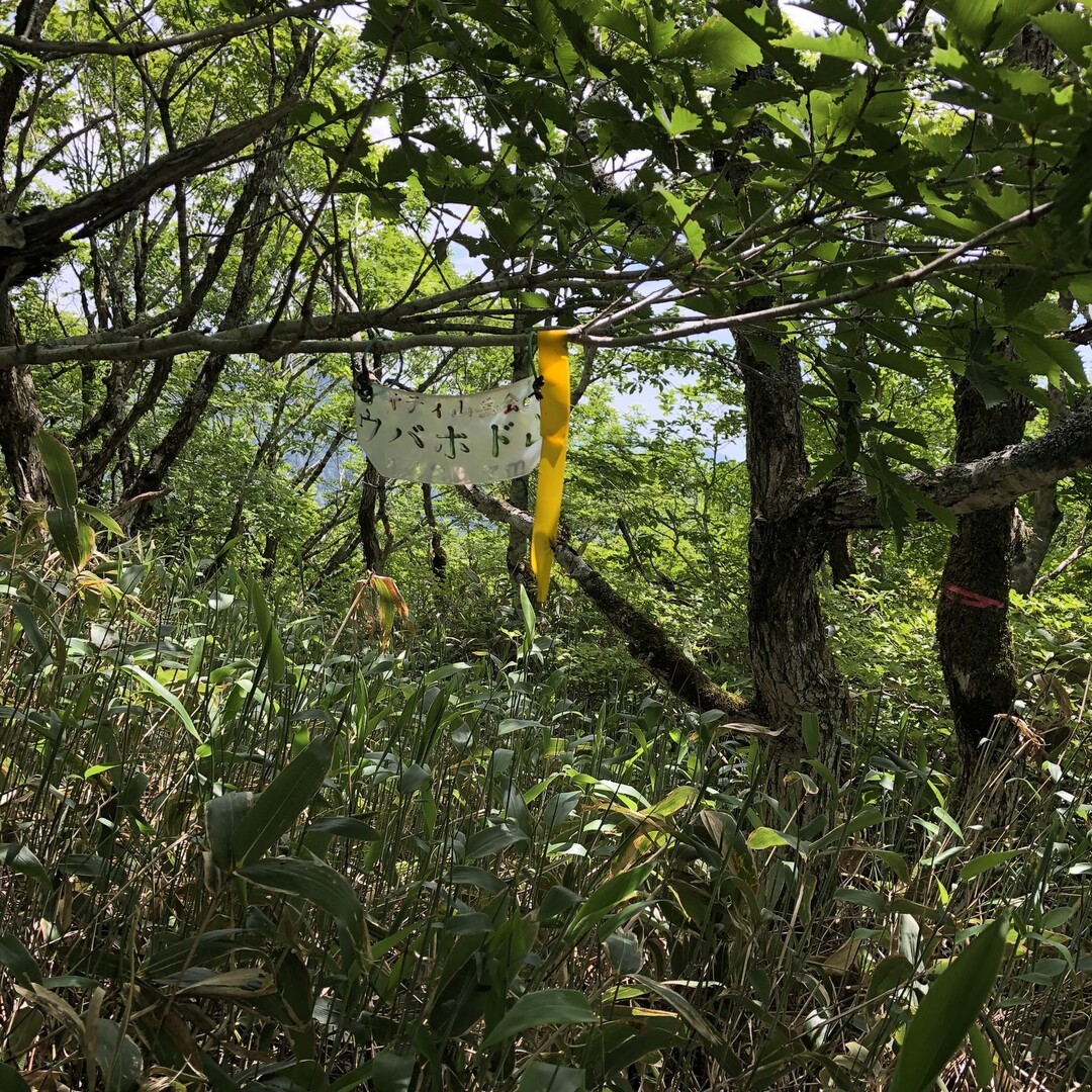 大川嶺・笠取山・(あと数歩？だった)ウバホド山 / 883XLerさんの笠取山・大川嶺・ウバホド山の活動データ | YAMAP / ヤマップ