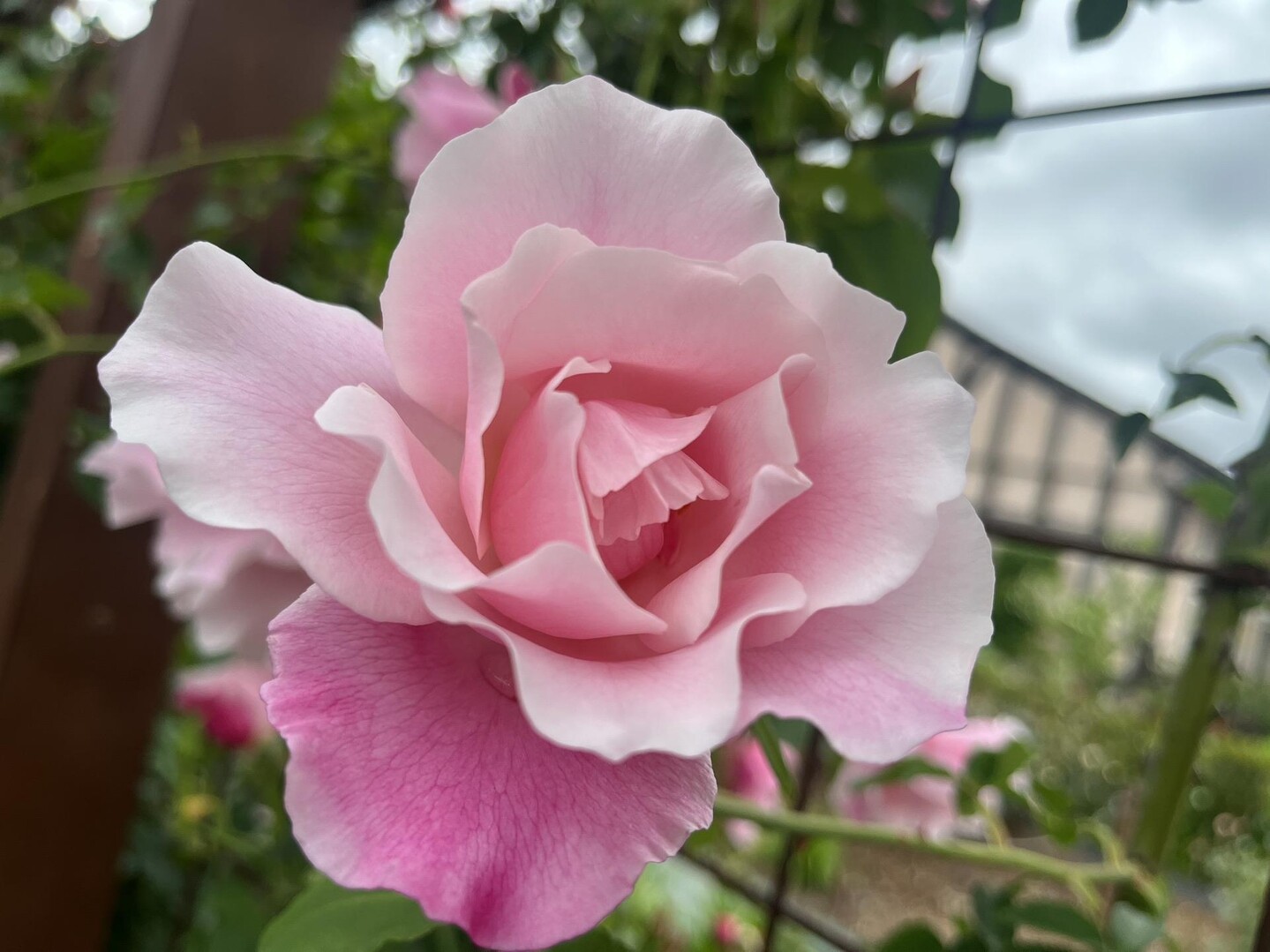 熊山英国庭園 バラが満開 / Shi Roさんのモーメント | YAMAP / ヤマップ