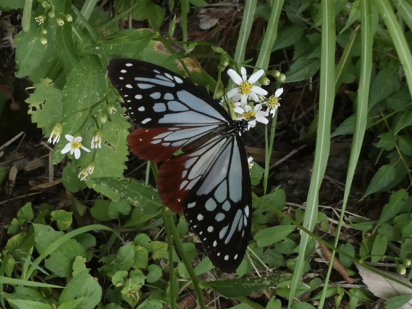 城山（小仏城山）・日影沢林道 / skipさんの高尾山・陣馬山・景信山の活動データ | YAMAP / ヤマップ