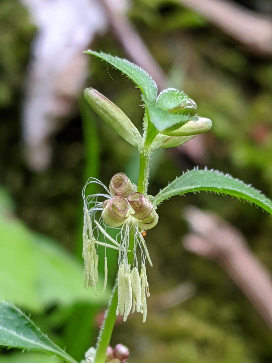 佐渡ヶ島 ヤマトグサ ヤマトグサは日本... / YOLOさんのモーメント | YAMAP / ヤマップ