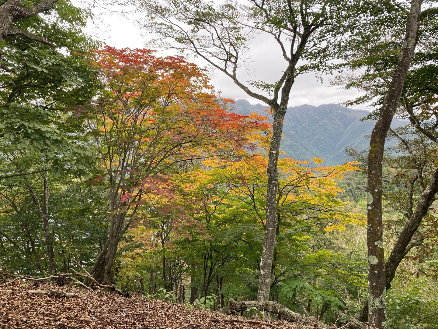 三湖台1203m・足和田山(五湖台1355m)・紅葉台 / アルペンローゼさんの節刀ヶ岳・破風山・足和田山の活動データ | YAMAP / ヤマップ