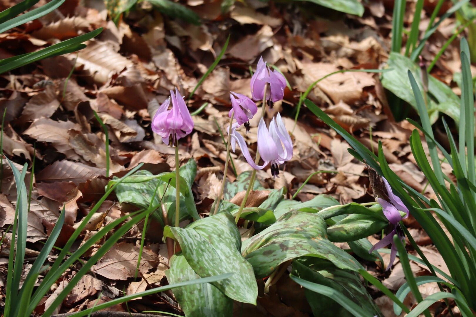 三毳山（みかもやま)カタクリ / kenjiさんの三毳山の活動日記 | YAMAP / ヤマップ