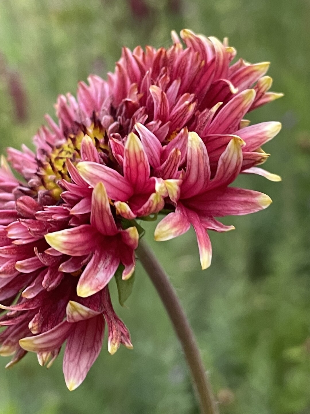 お花便りR4 vol.25 今日も朝のお... / kaizaさんのモーメント | YAMAP / ヤマップ