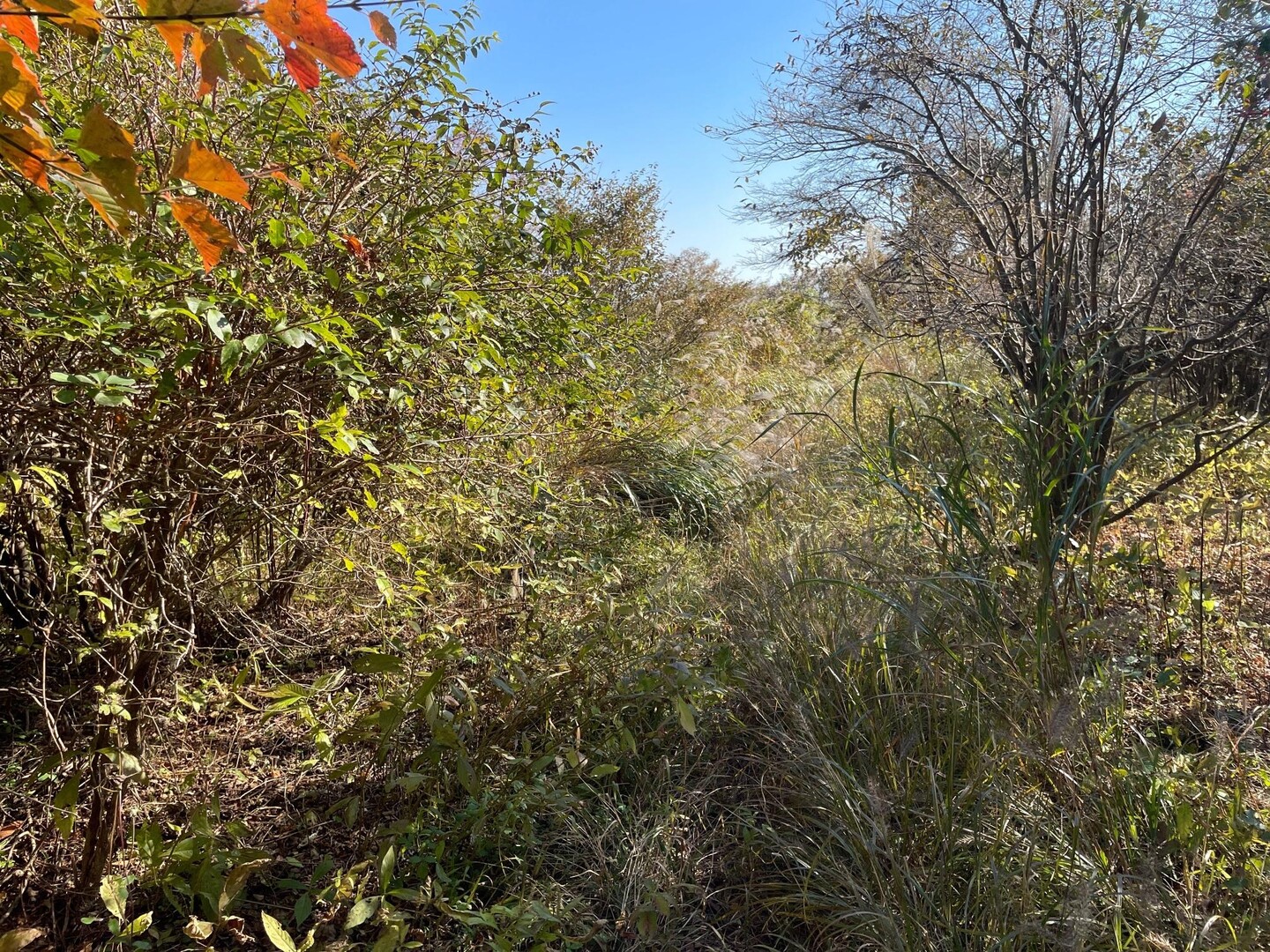 mori-no-ishimatsuさんの投稿したフィールドメモ | YAMAP / ヤマップ