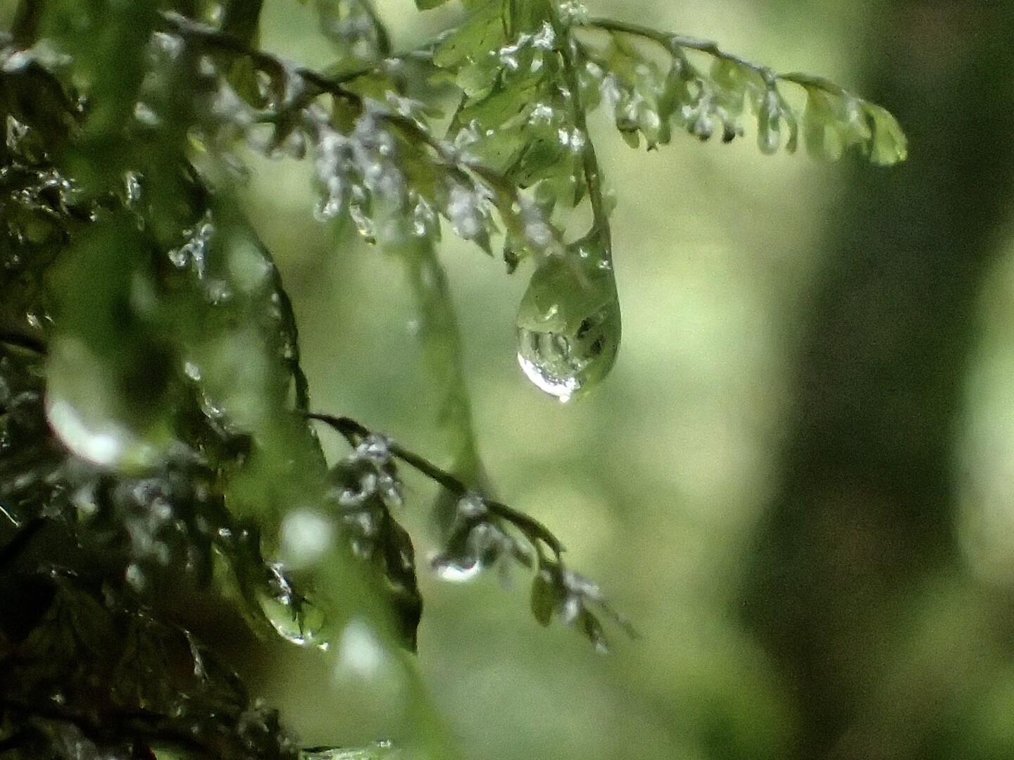 屋久島その①白谷雲水峡-2019-04-28 / hirajunさんの屋久島・宮之浦岳の活動データ | YAMAP / ヤマップ