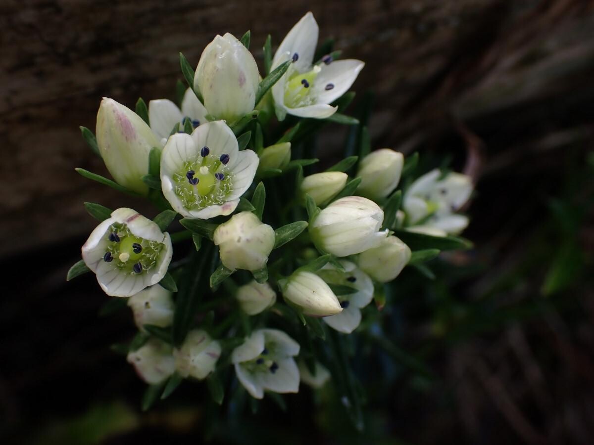 越前岳 / kumomaさんの愛鷹山・大岳・黒岳の活動データ | YAMAP / ヤマップ