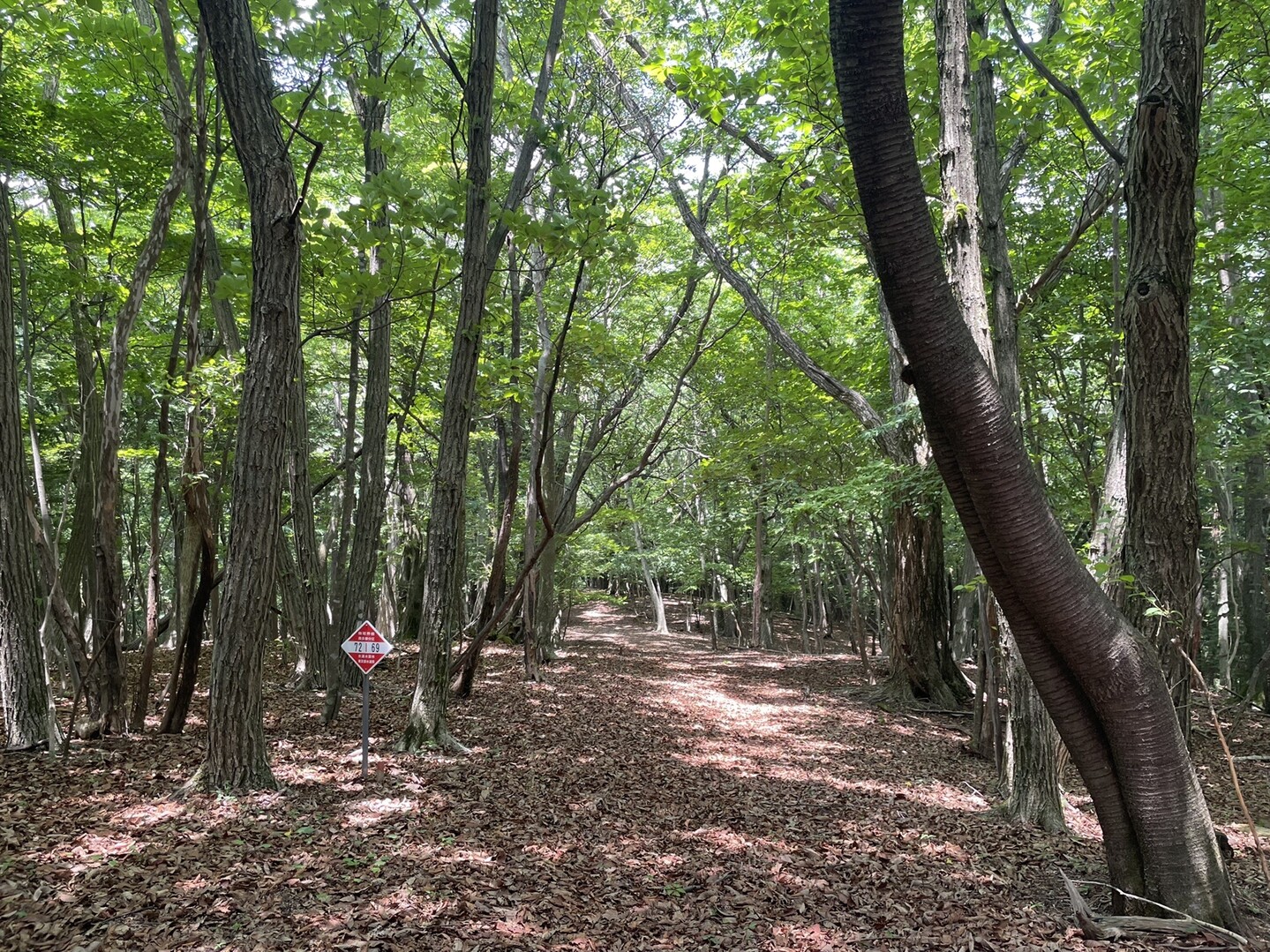 【熊に遭遇‼︎奥多摩縦走（後半）】都民の森〜三頭山〜御前山〜大岳山〜御嶽山〜日の出山〜武蔵五日市駅 三頭山・槇寄山・土俵岳の写真13枚目